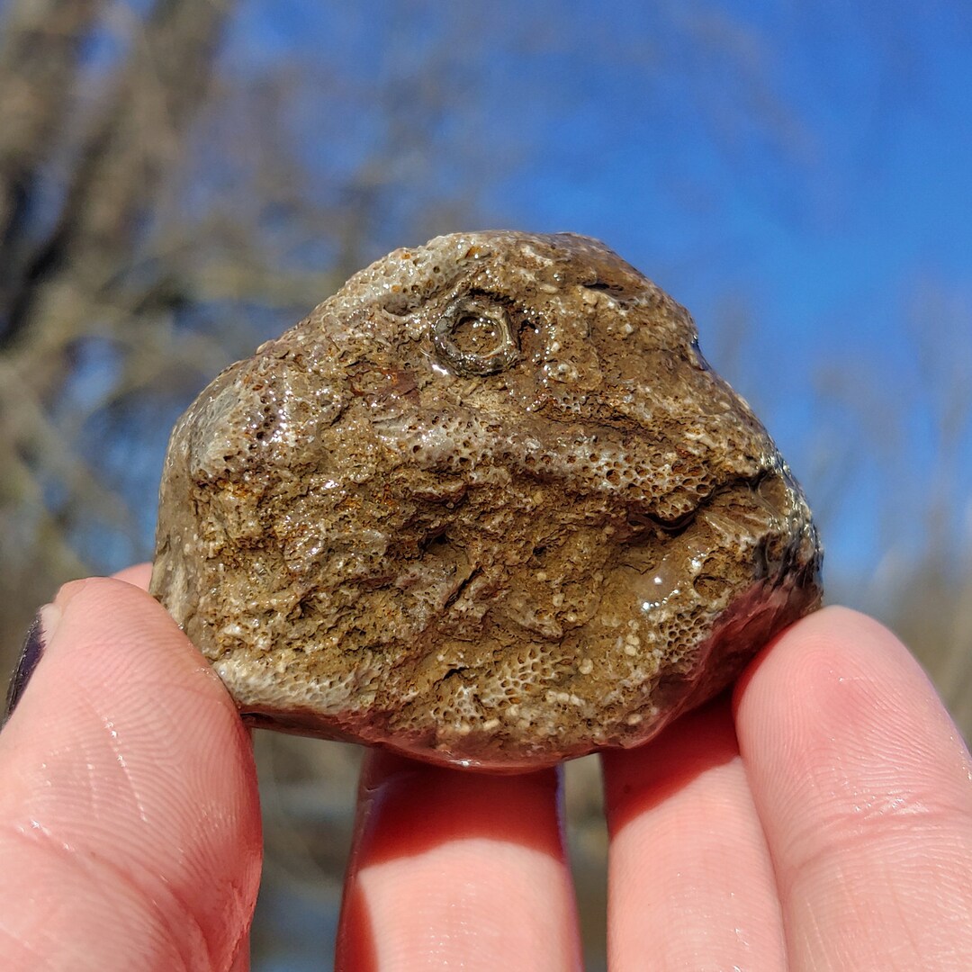 Stromatoporoid Sponge & Branching Cladopora Coral Fossil, W/ Possible ...