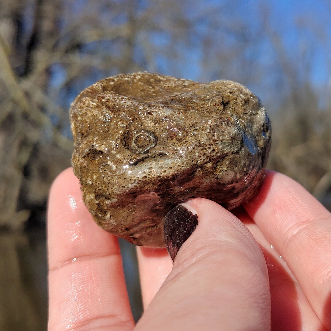 Stromatoporoid Sponge & Branching Cladopora Coral Fossils in Crinoidal ...