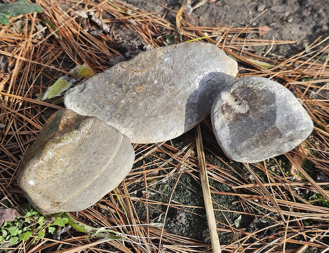 Fossiliferous Chert Nodules, Flint Nodules, Great Lake Huron, Michigan ...