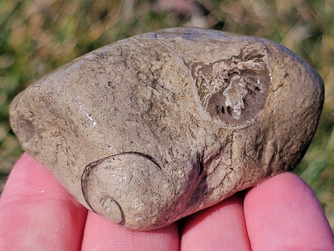 Gastropod Shell & Rugosa Horn Coral Fossils, Fossil Limestone ...