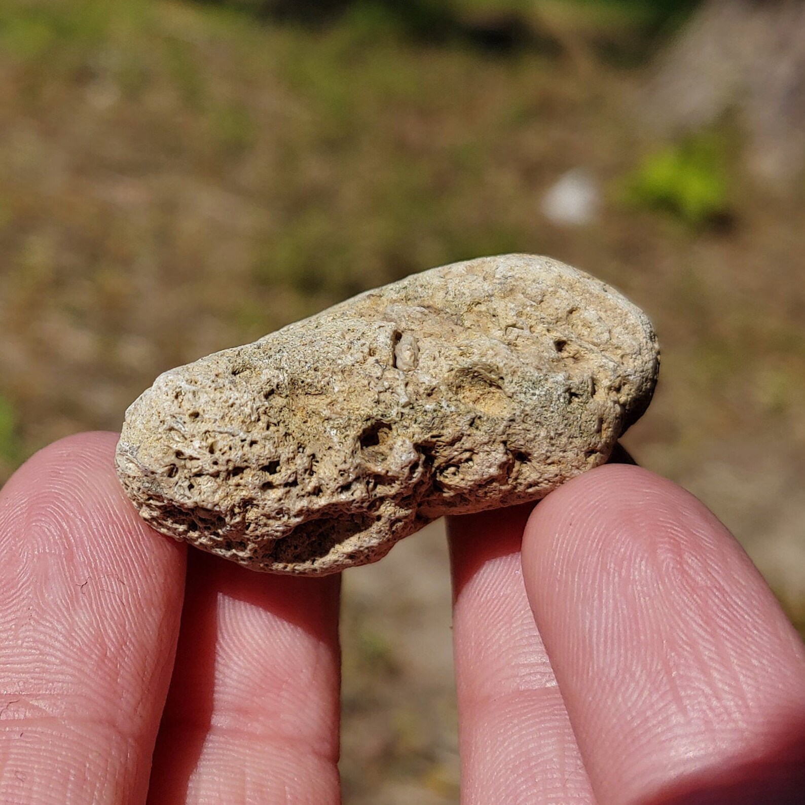 Fósil de piedra caliza Steinkern, Cladopora, Coral cuerno rugoso ...