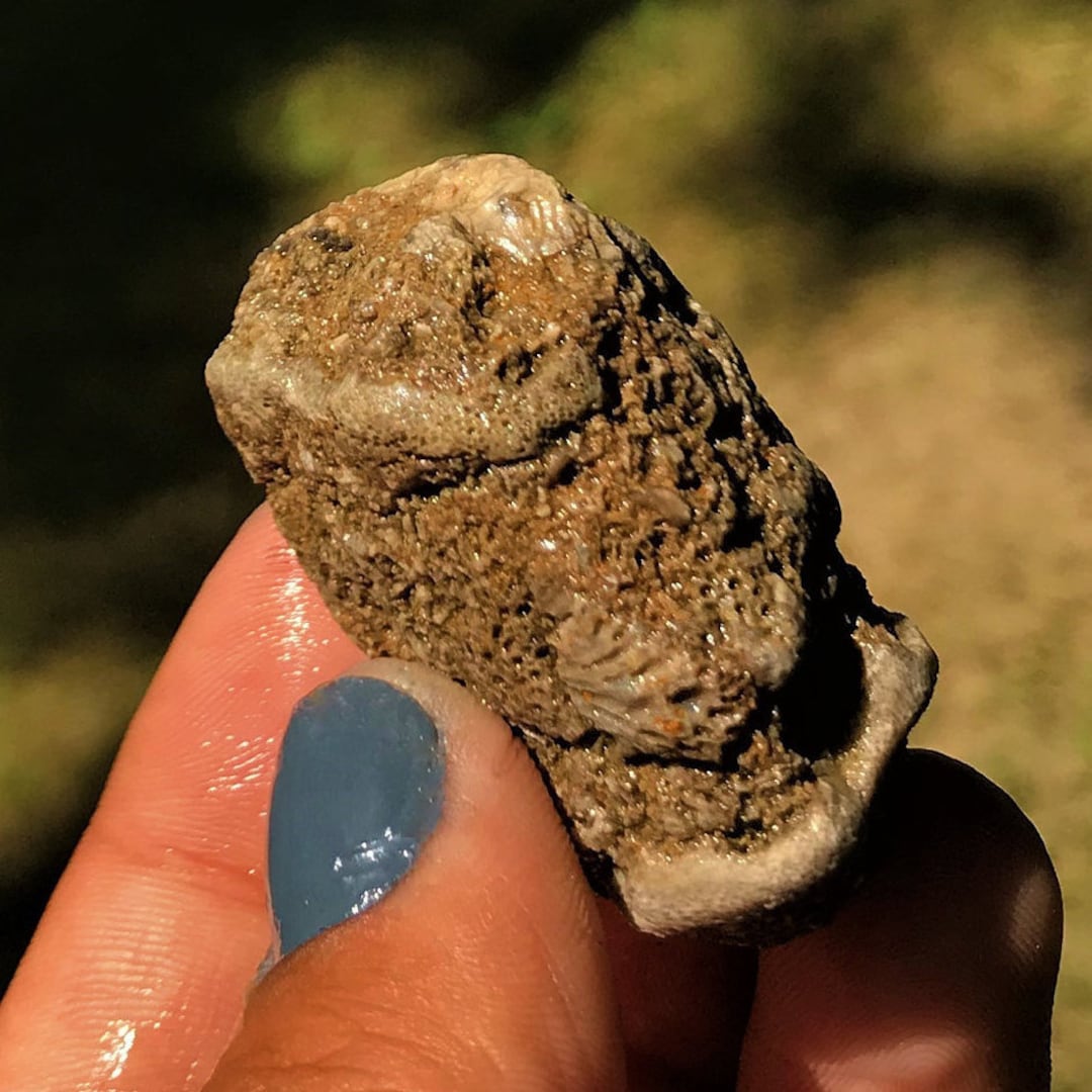 Bryozoa Fossils in Limestone W Crinoids, Brachiopod Shells, Soupstone ...