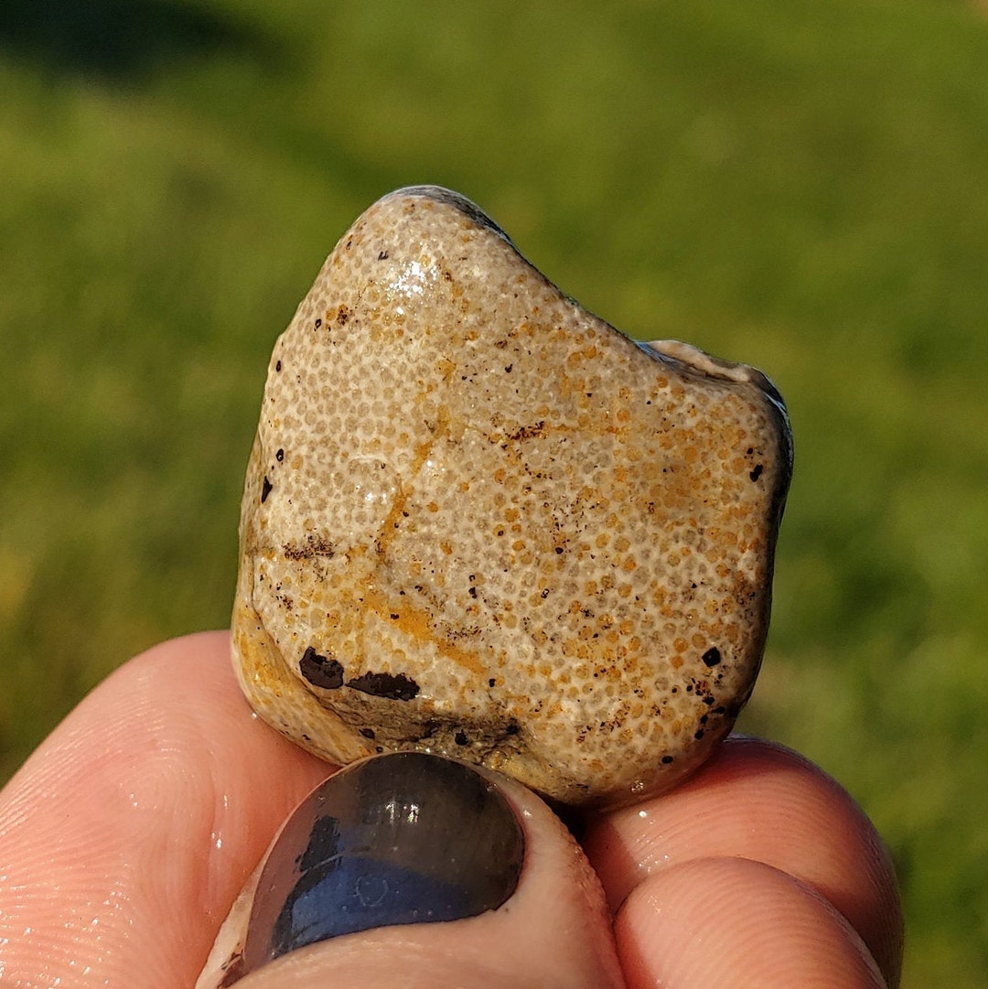 Remarkable Small Branching Cladopora Coral, Crinoids, Limestone Fossil ...