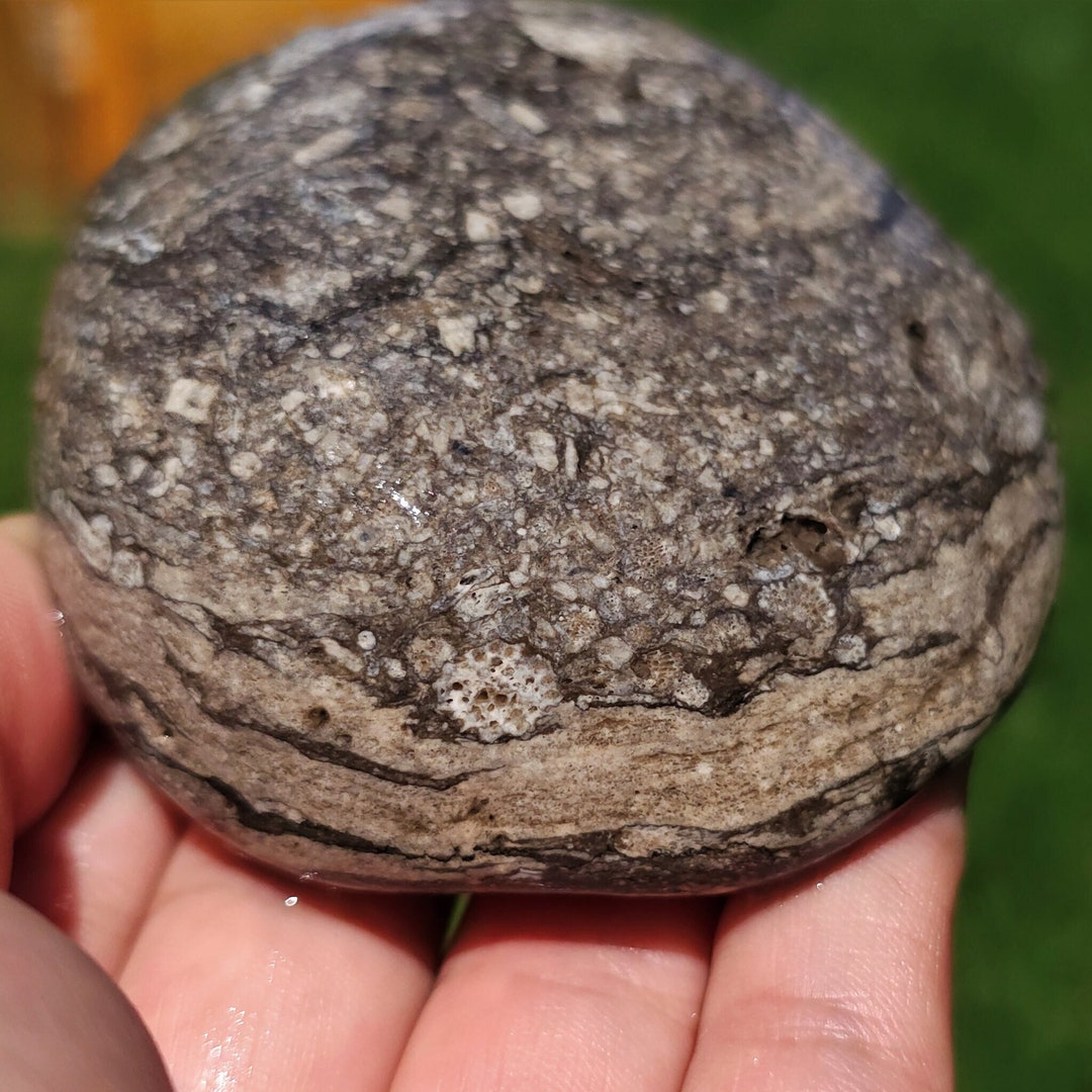 Fossiliferous Limestone, Cladopora Branch Coral, Stromatopora Sponge ...
