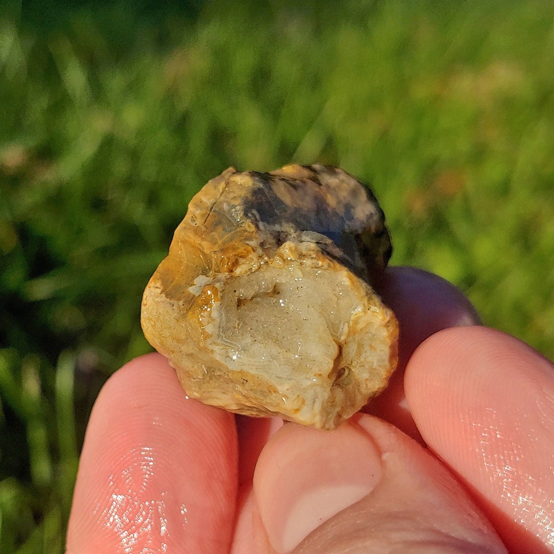 Geodized Rugosa Horn Coral Fossil, Silicified Coral, Chert Fossil With ...