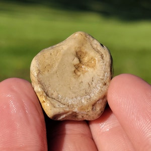Silicified Rugosa Horn Coral Ordovician Fossil W Quartz, Crinoidal ...