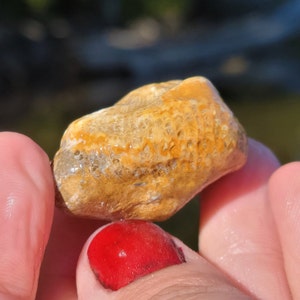 Lacey Rugosa Horn Coral Ordovician Fossil W Shells, Crinoids, Orange ...