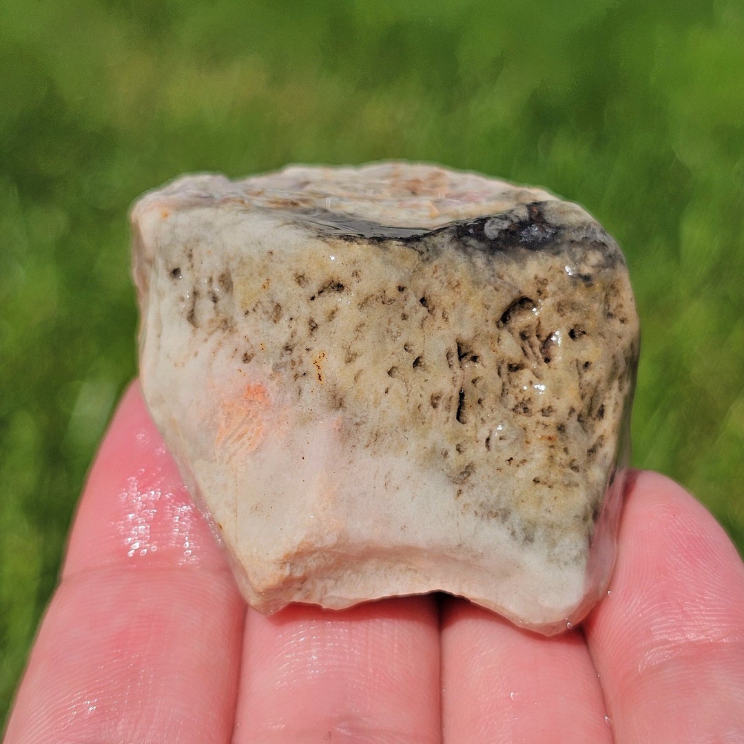 Agatized Pseudomorph Fossil Silicified Limestone, Coral, or Sponge ...