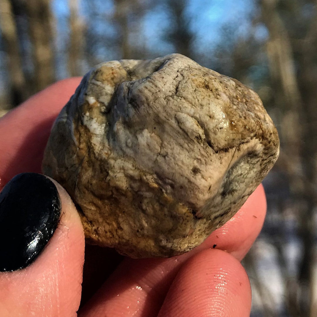 Silicified Horn Coral Ordovician Fossil in Cherty Limestone W Quartz ...