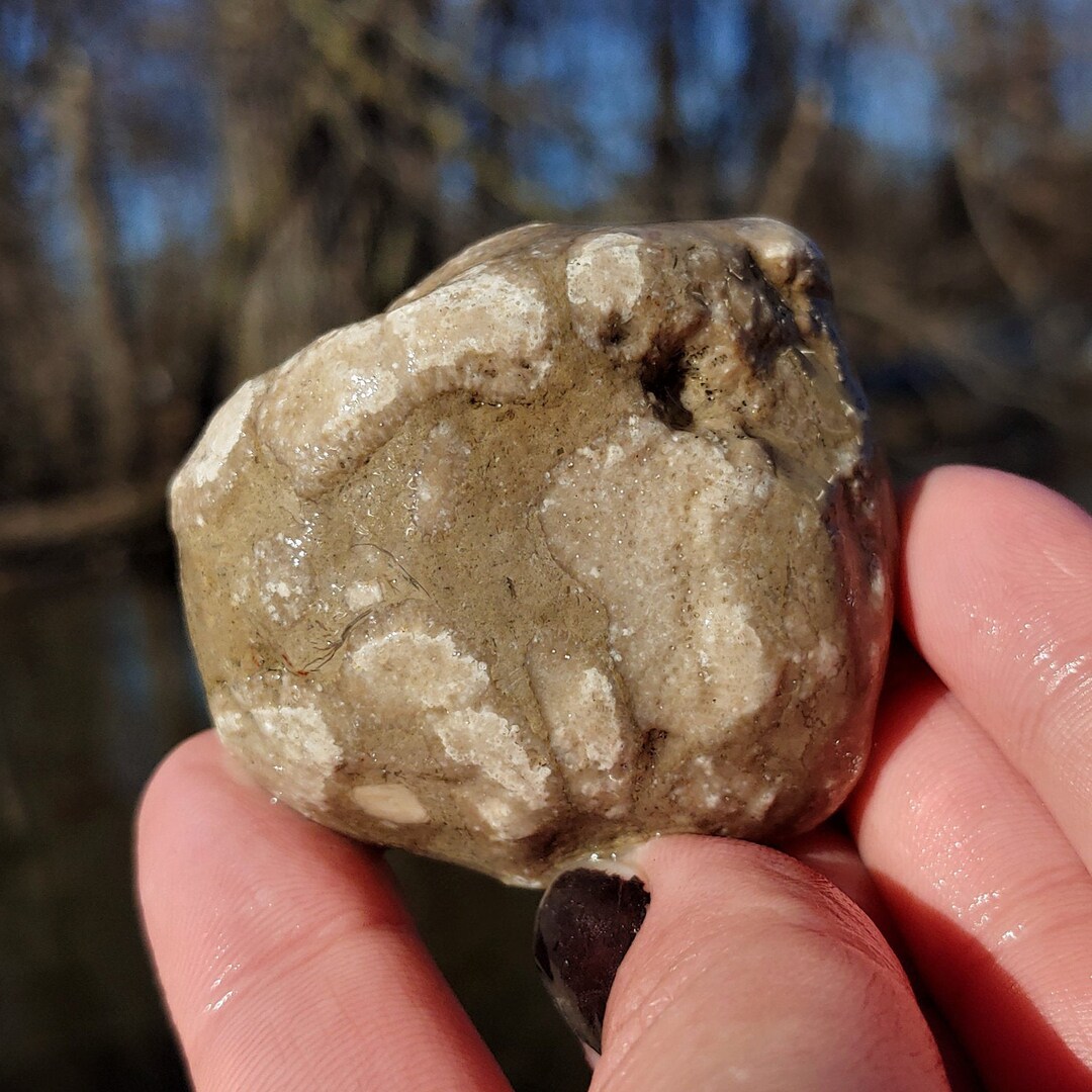 Branching Cladopora Coral Colony Fossil in Crinoidal Limestone ...