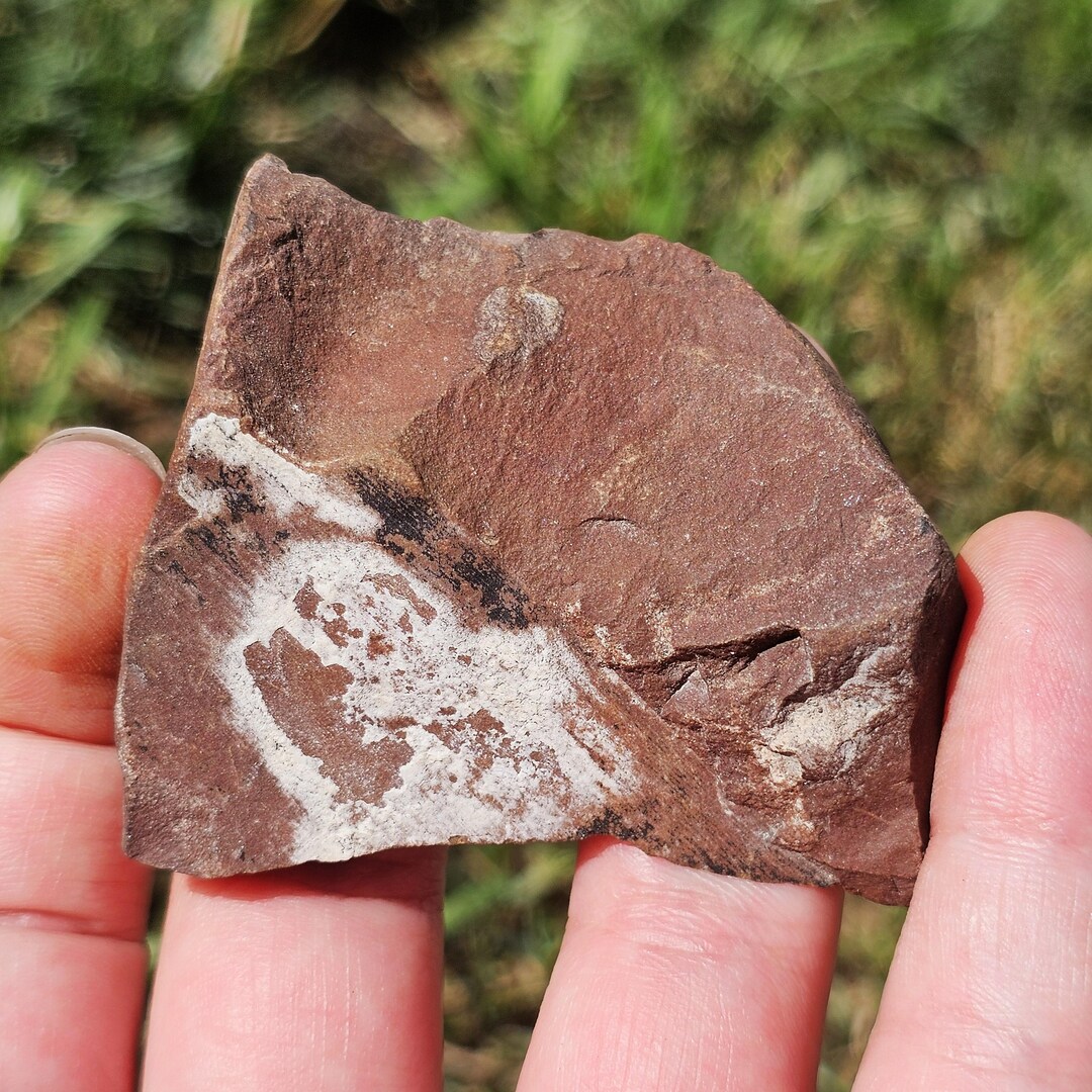 Cordaites Fossil, Ancient Conifer Tree Leaf Fossil, Mudstone Concretion ...