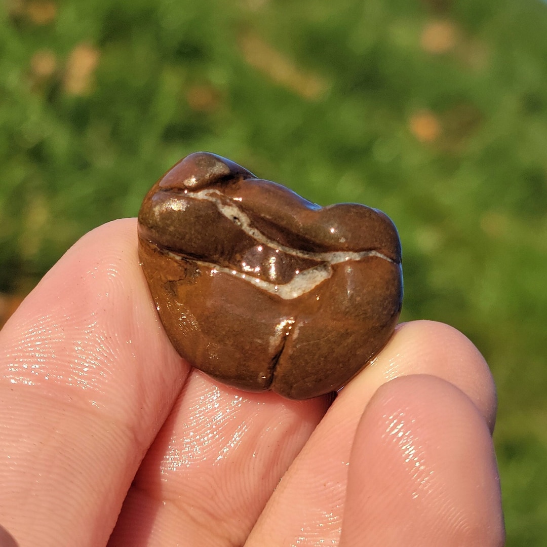 Small Septarian Nodule, Devonian Rock, Lightning Stone, Mudstone W ...