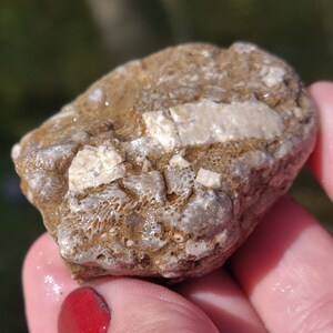 Medium Porous Branching Cladopora Corals & Crinoid Fossils in Limestone ...