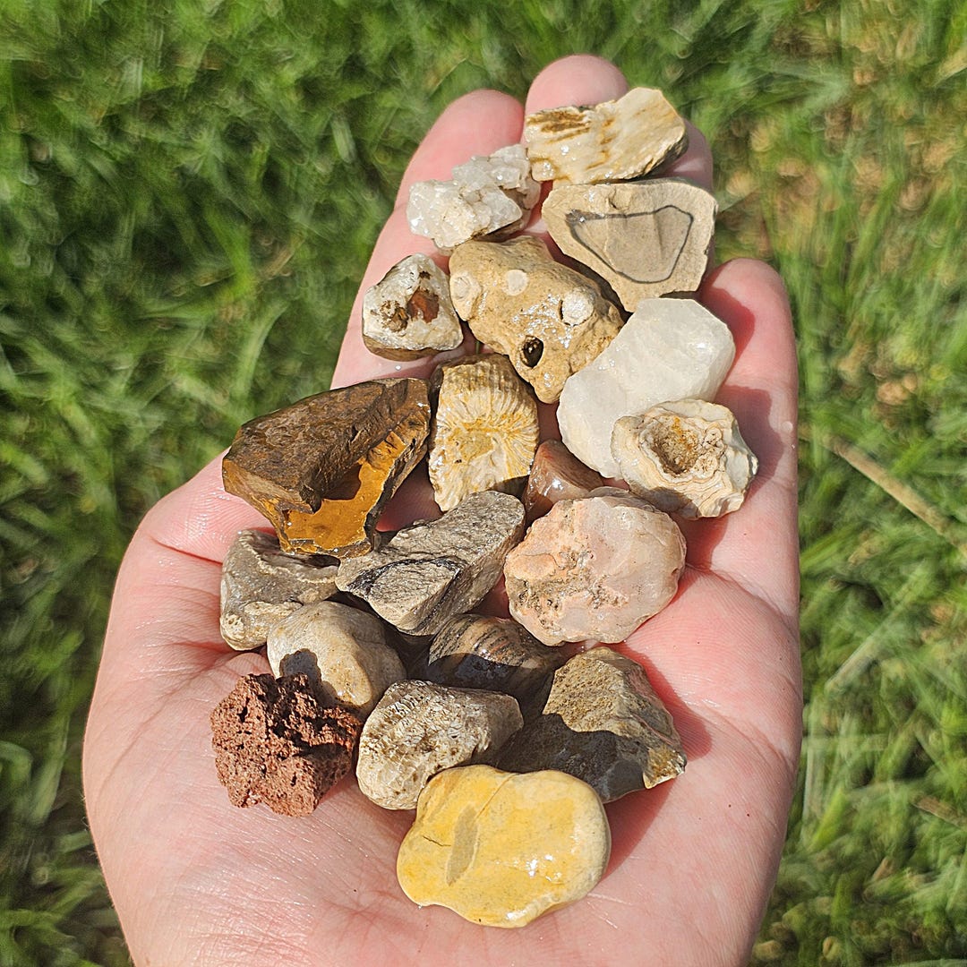 Michigan Great Lakes Rocks & Fossils Set, Bulk Bag of 19 Stones, 4oz ...