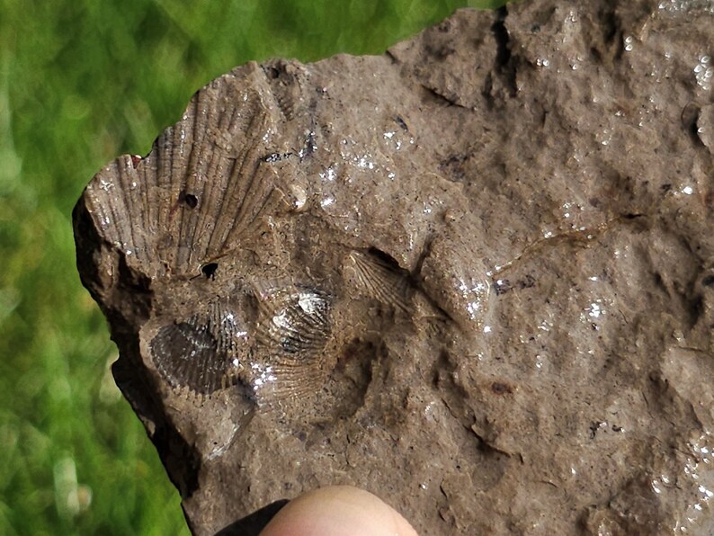 Brachiopod Fossils, Devonian Limestone, Well-preserved Detail W Mother ...