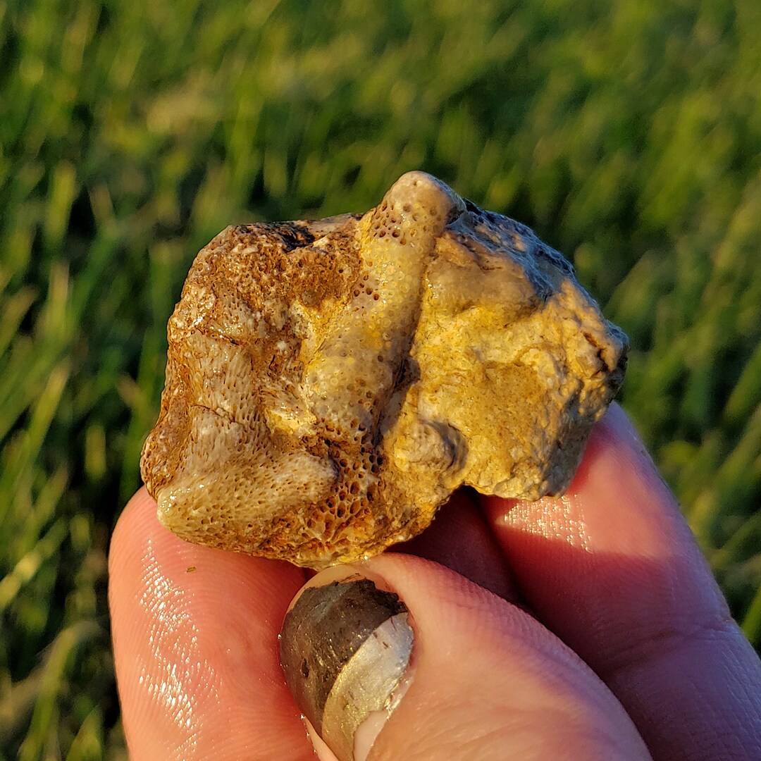 Branching Cladopora Coral Fossil in Limestone W Crinoids, Soupstone ...