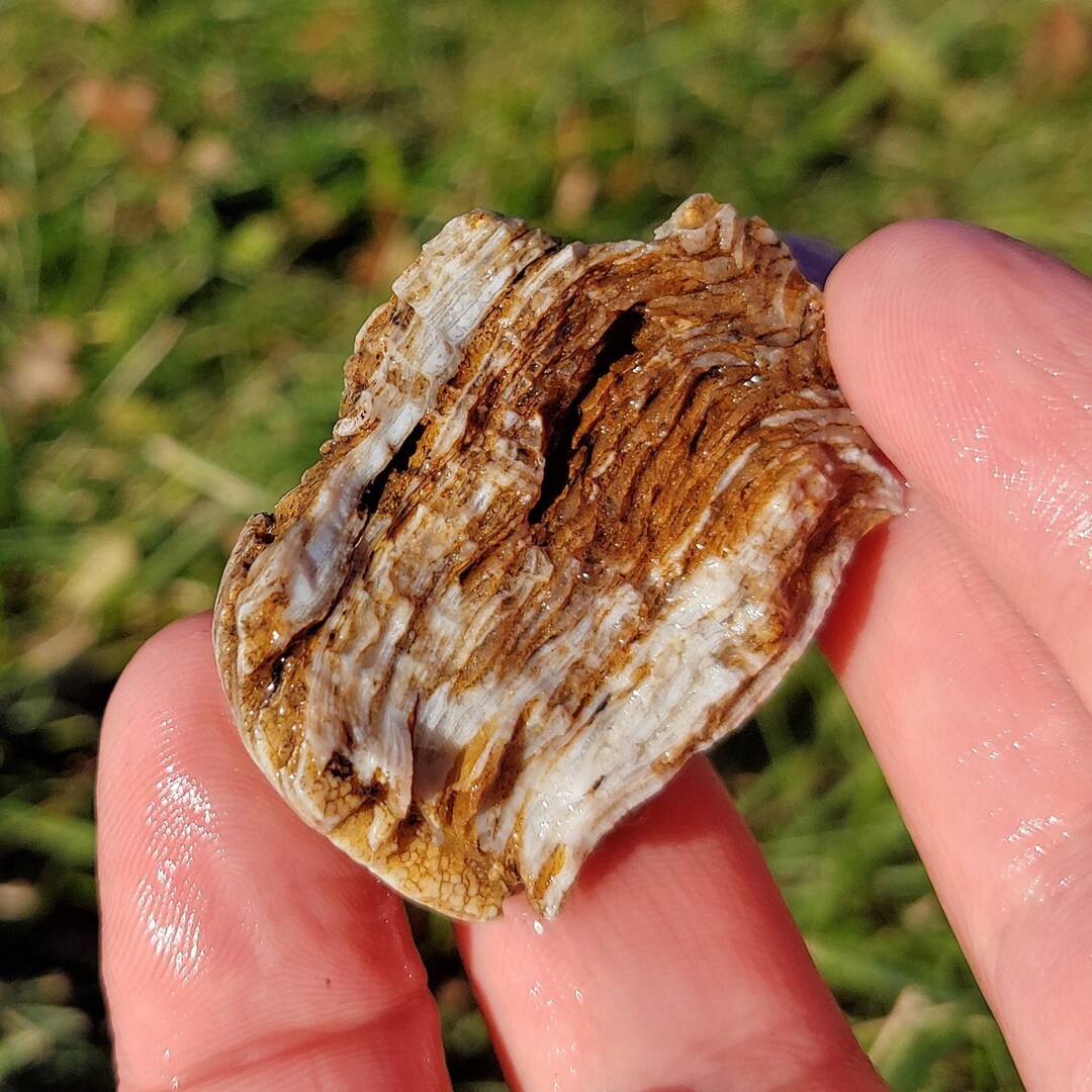 Silicified Rugosa Horn Coral Fossil, Chalcedony Tabula, Limonite ...
