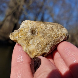 Branching Cladopora Coral & Stromatoporoid Sponge Fossils, Crinoidal ...