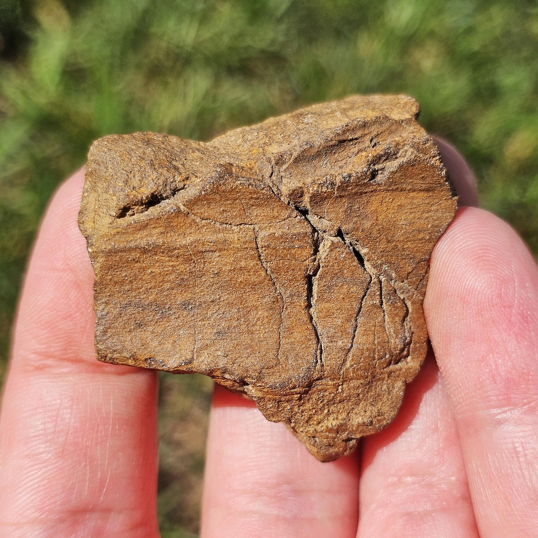 Cordaites Fossil, Ancient Conifer Tree Leaf Fossil, Mudstone Concretion ...
