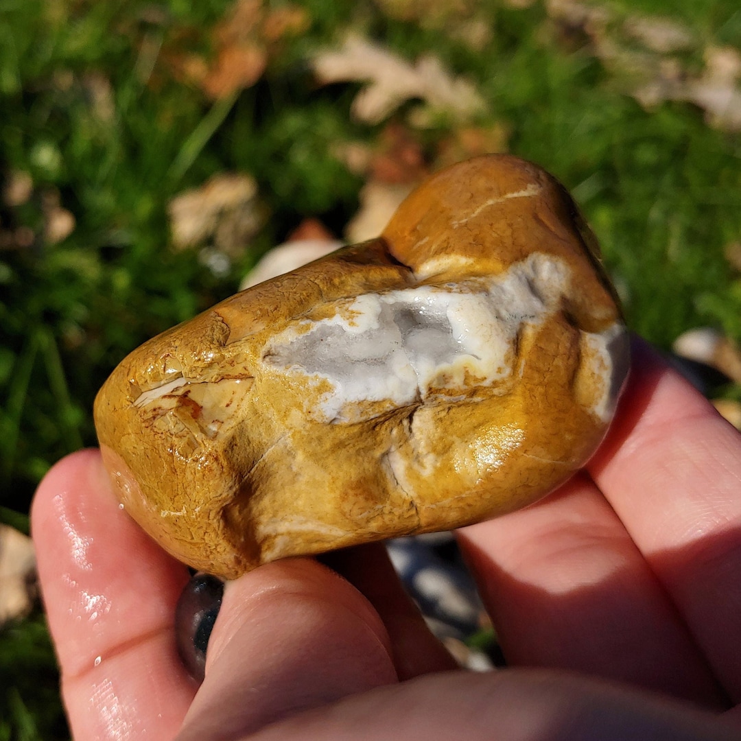 Silicified Fossiliferous Chert, Cloud Agate, Quartz Fossils, Shell ...