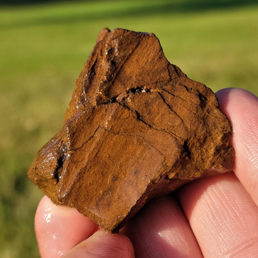 Medium Cordaites Calamites Plant Fossil in Limonite-hematite Mudstone ...