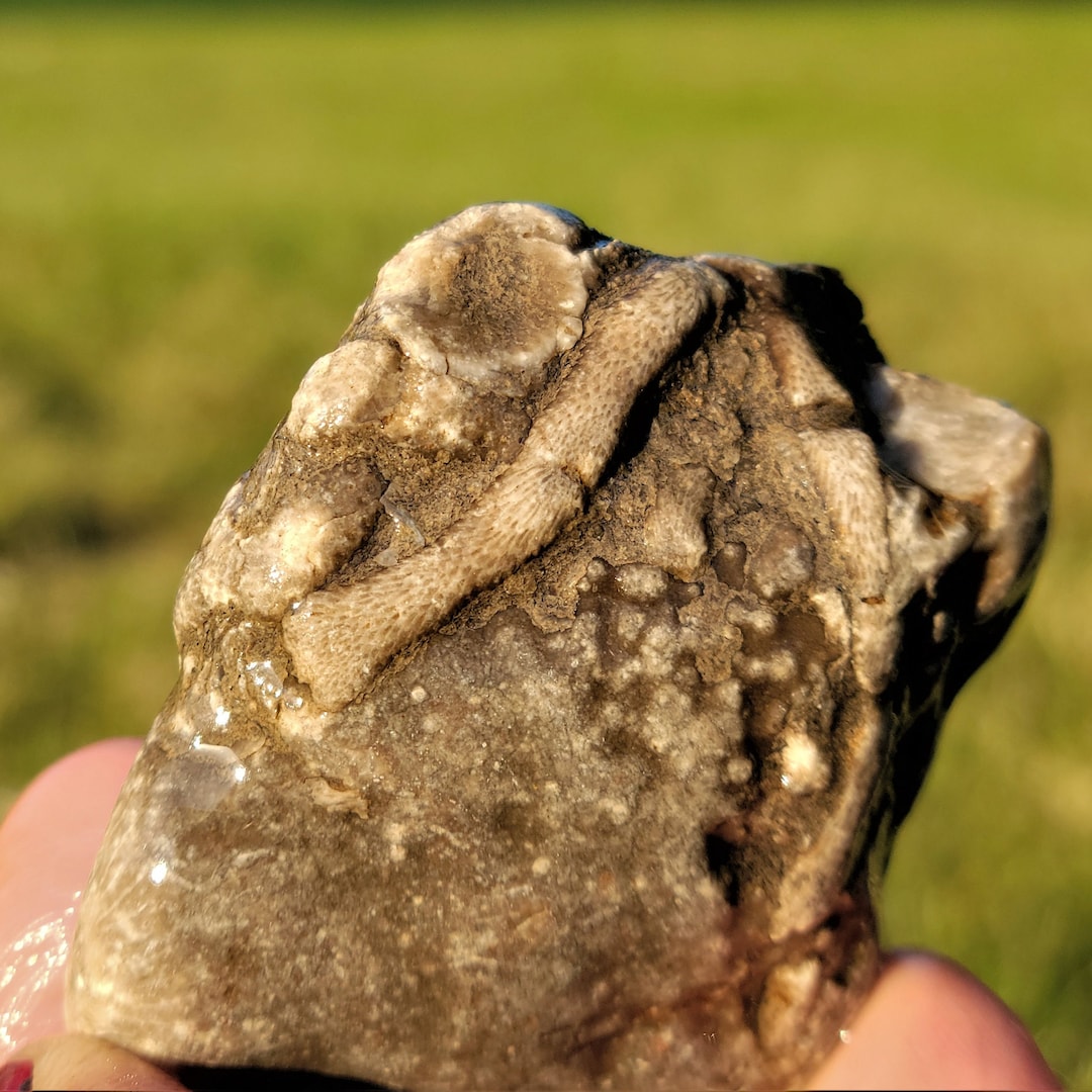 Large Rugosa Horn Coral Fossil, Long Cladopora Corals, With ...