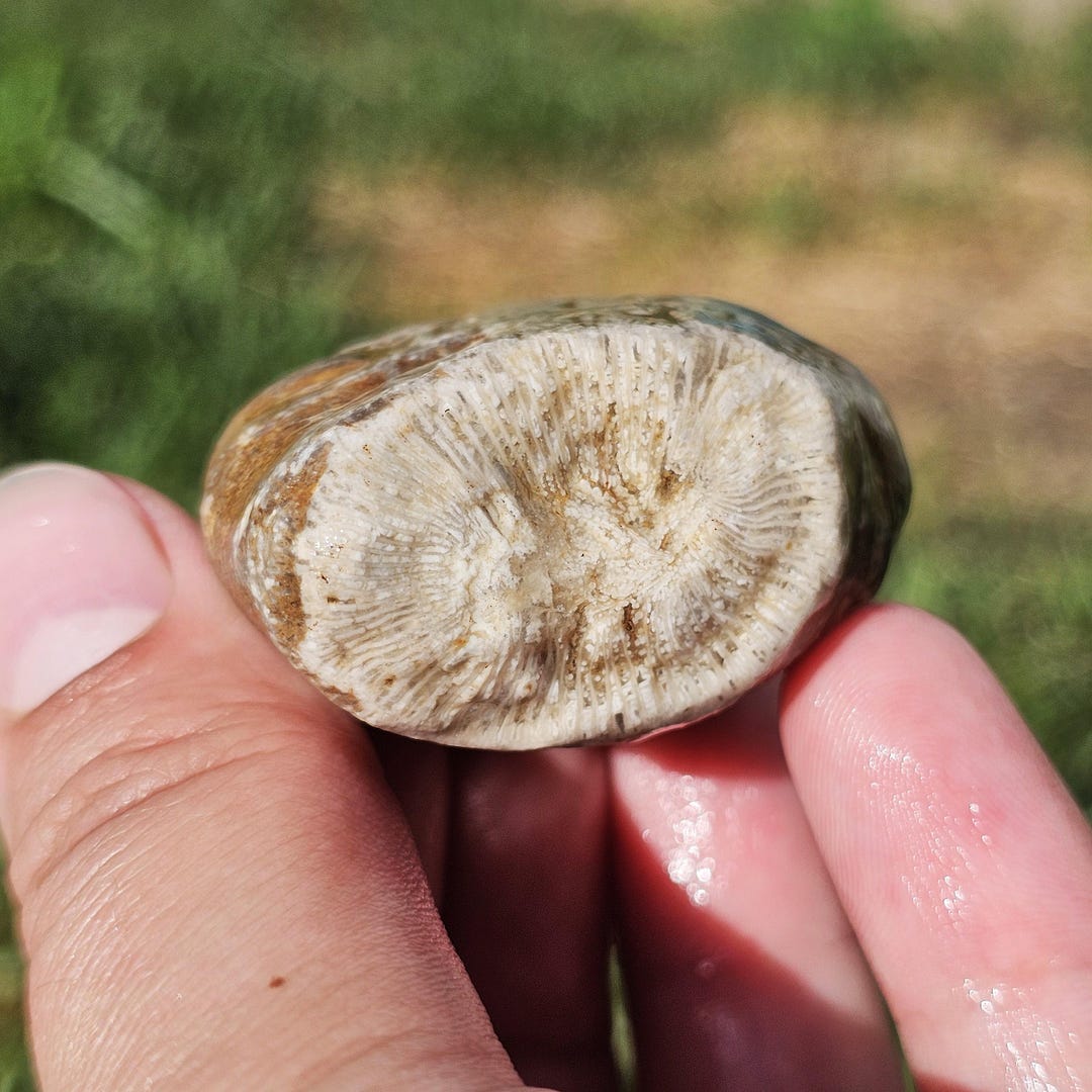 Large Whole Silicified Rugosa Horn Coral Fossil, Cladopora Coral ...