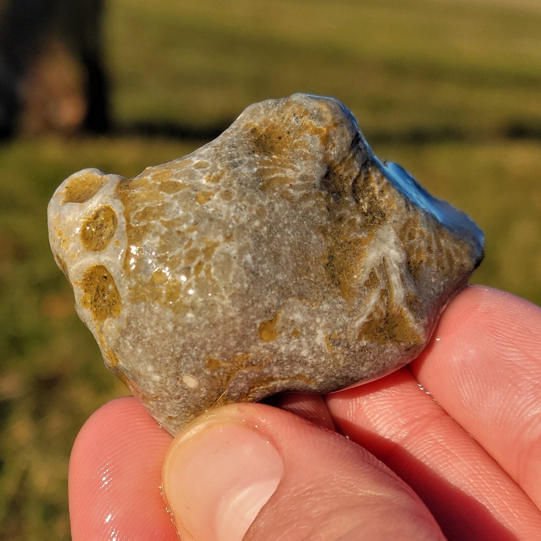Charlevoix & Petoskey Coral, Hexagonaria P., Favosites, Cladopora ...