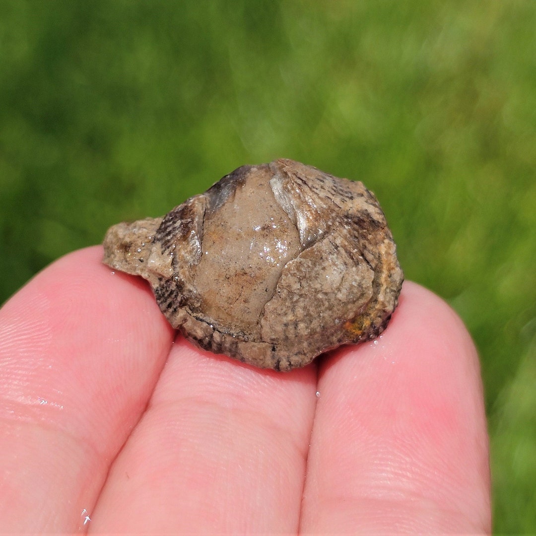 Brachiopod Fossil, Devonian Limestone, Lustrous Aragonite Shell in ...