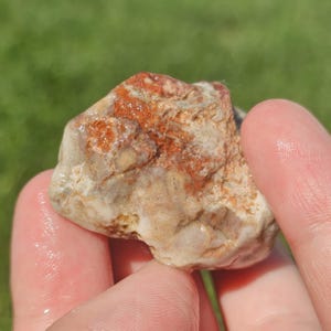 Oolitic Agatized Fossil Pseudomorph, Silicified Coral or Sponge Fossil ...