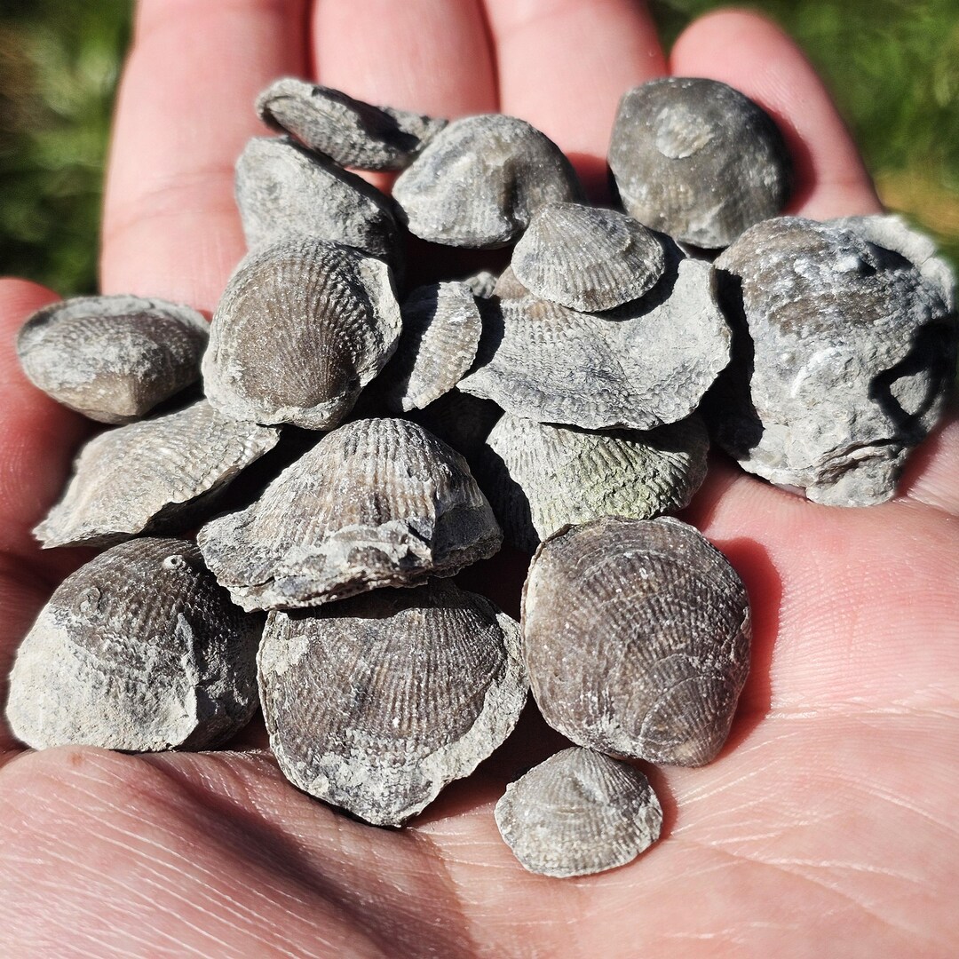 Brachiopod Fossil, Atrypa Sp., Devonian Limestone, Paleozoic Fossil ...