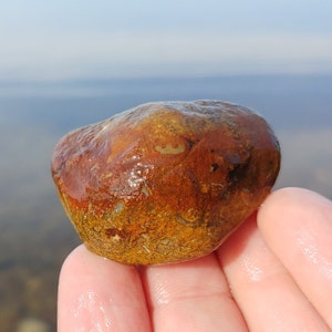 Small Ordovician Fossil Limestone, Rugosa Horn Coral, Cladopora, Sponge ...