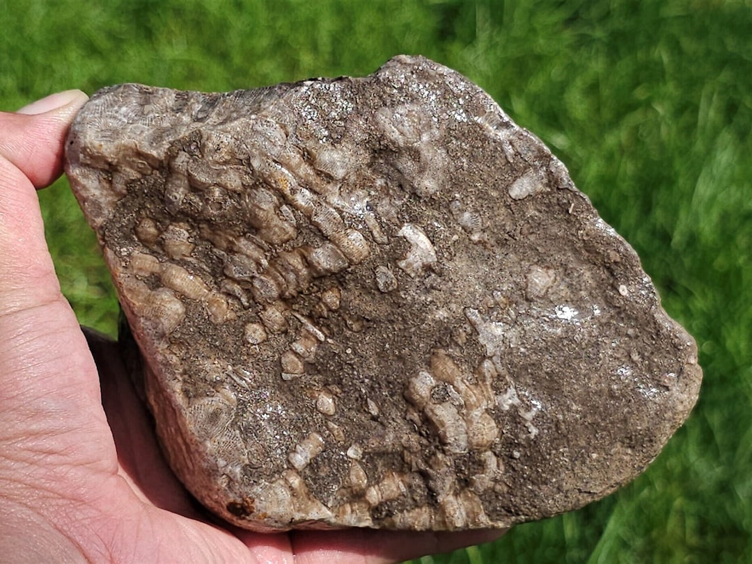 Hexagonaria Percarinata Petoskey Coral Fossil Limestone Crinoids ...