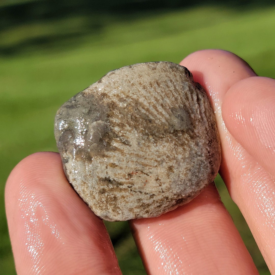 Braquiópodo Shell Fósil w Calcedonia, Cladopora, Bryozoa en piedra ...