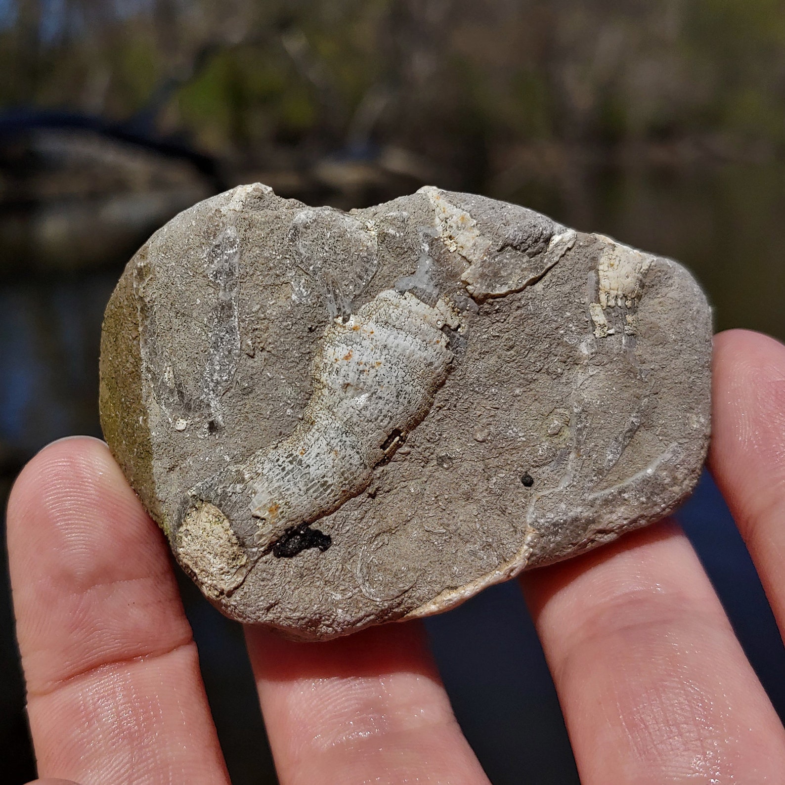 Large Rough Rugosa Horn Coral Colony Fossil W Crinoid Remnants - Etsy