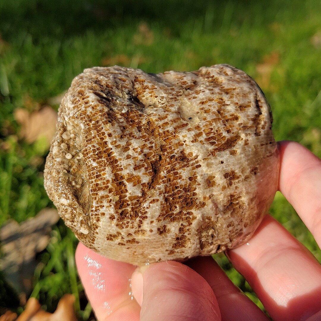 Large Whole Rugosa Horn Coral Ordovician Fossil, Crinoidal Limestone ...