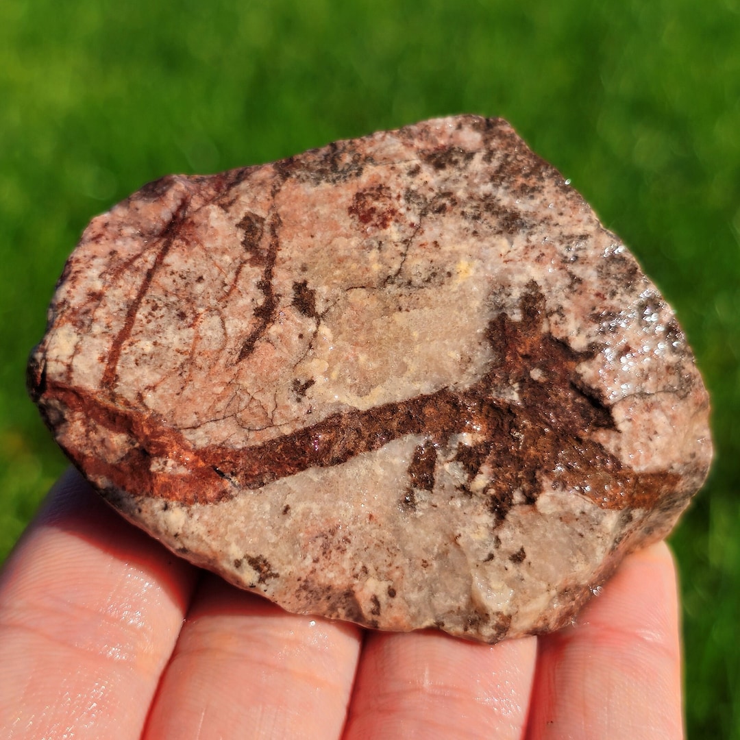 Kona Dolomite Stromatolite Fossil Rock W Dark Pink Dolomite Crystal ...