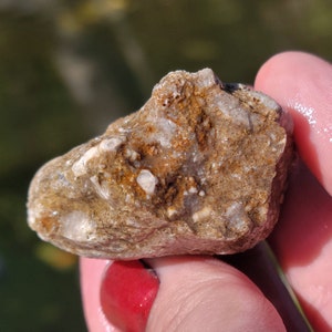 Medium Porous Branching Cladopora Corals & Crinoid Fossils in Limestone ...