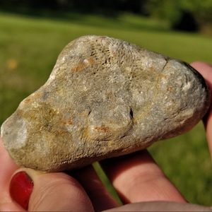 Petoskey Stone, Hexagonaria Percarinata Coral, Cladopora, Fossil ...