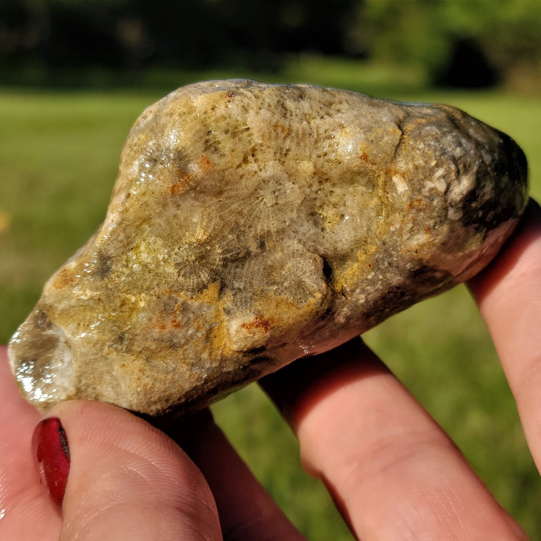 Large Petoskey Hexagonaria Percarinata Coral Devonian Fossil, Cladopora ...