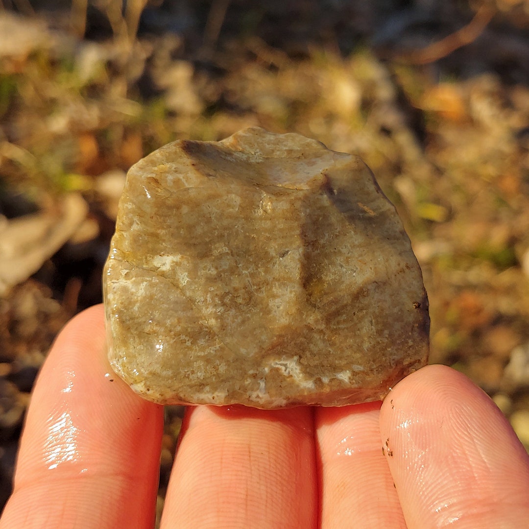 Stromatoporoid Sponge Chert Fossil, Silicified Sponge Fossil ...