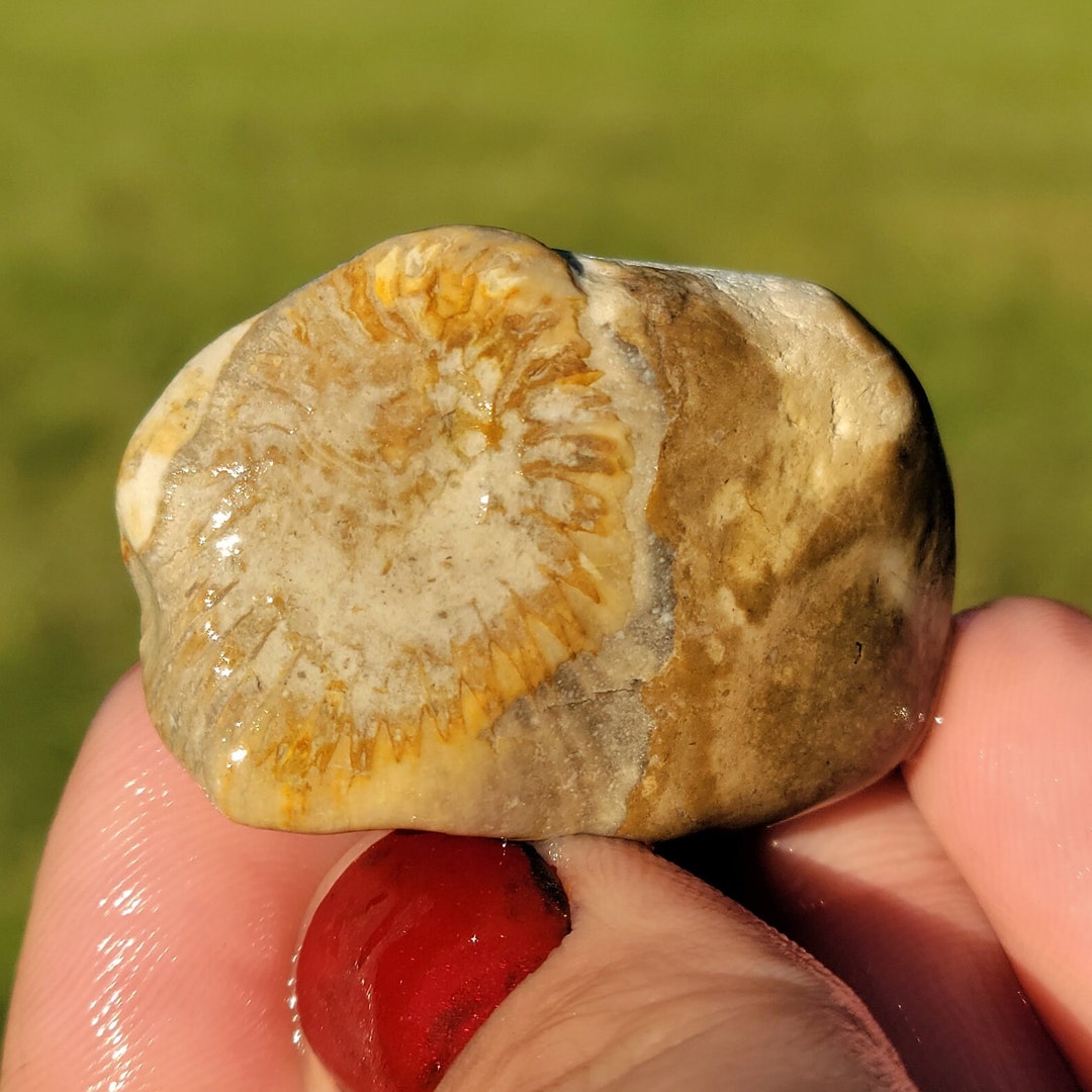 Rugosa Horn Coral Ordovician Fossil in Crinoidal Limestone W Limonite ...