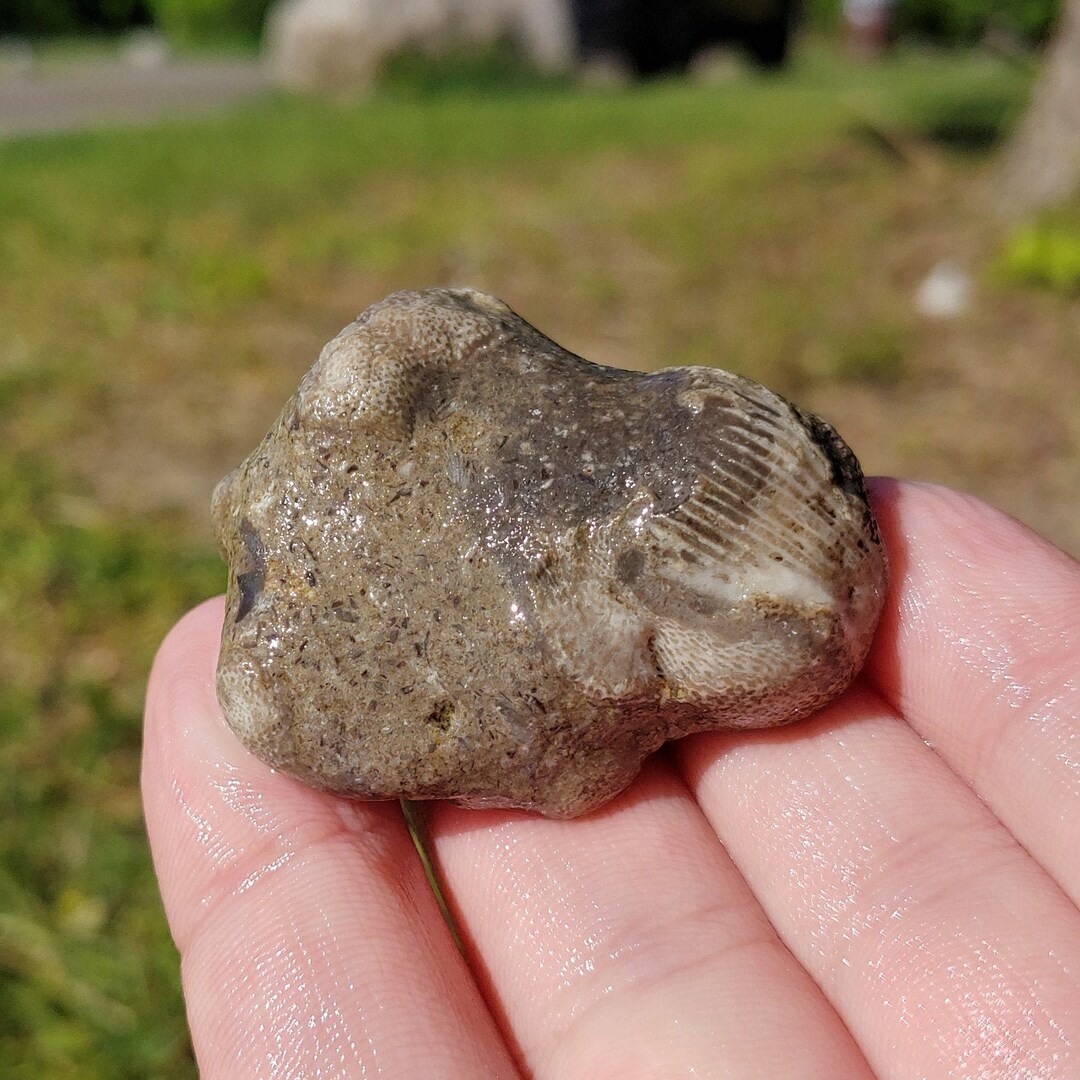 Branching Cladopora Corals & Rugosa Horn Coral Fossils Limestone ...