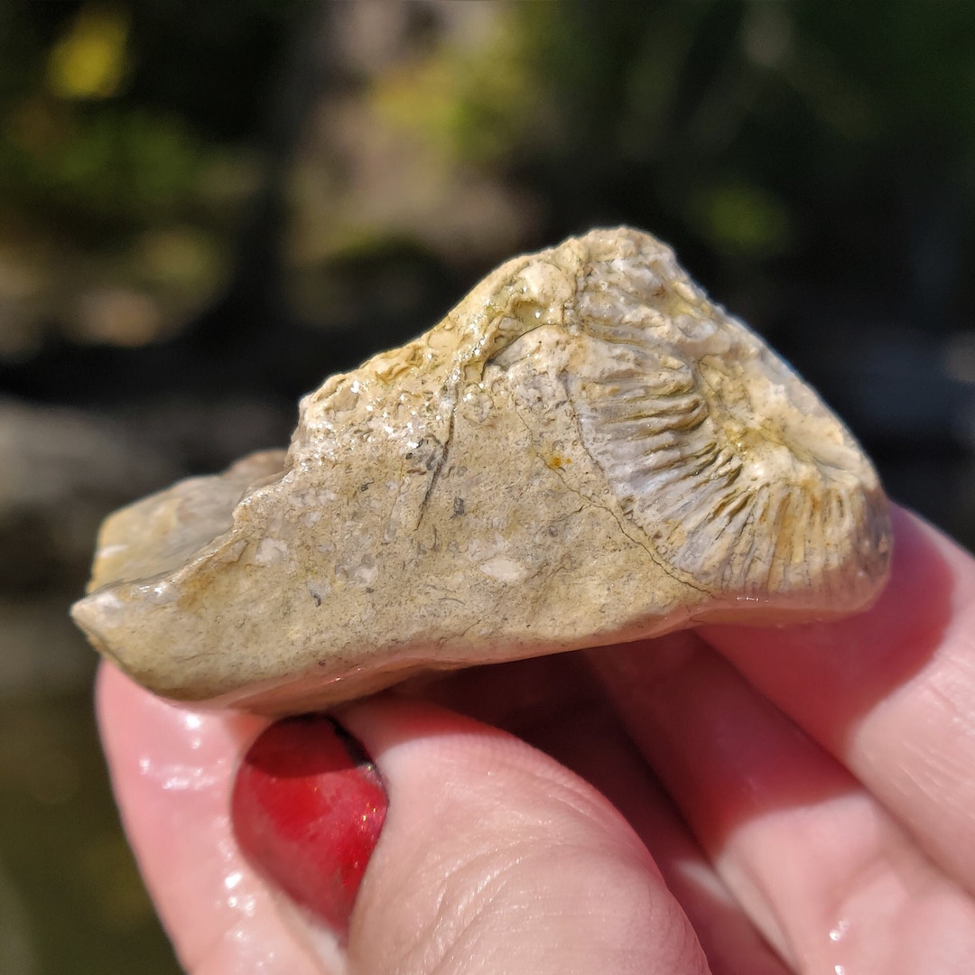 Silicified Rugosa Horn Coral Fossil, Brachiopods, Crinoidal Limestone ...