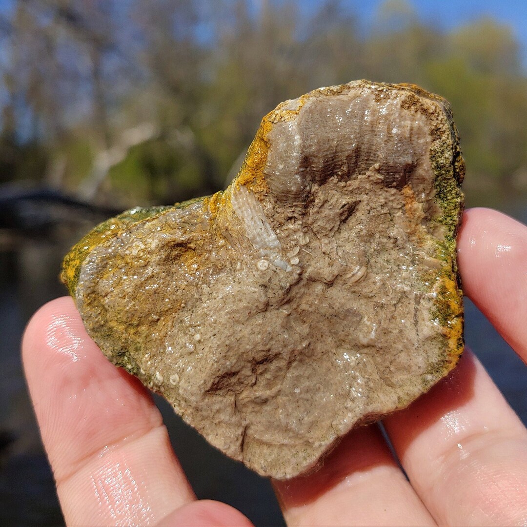 Fossiliferous Limestone, Rugosa Horn Corals, Cladopora Coral, Crinoids ...