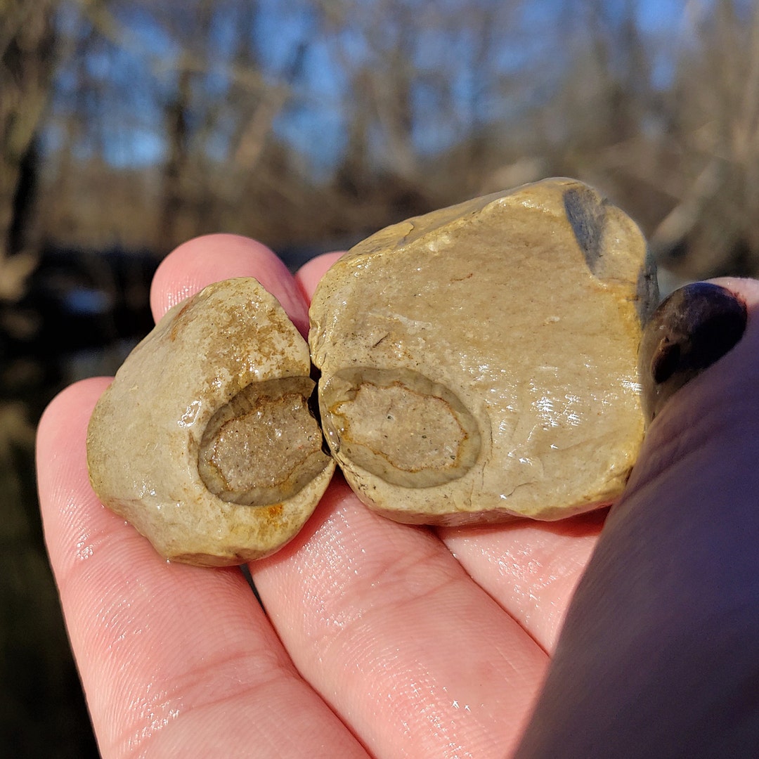 Chert Flint Nodule in Limestone, Found Broken in 2 Pieces Paleozoic ...