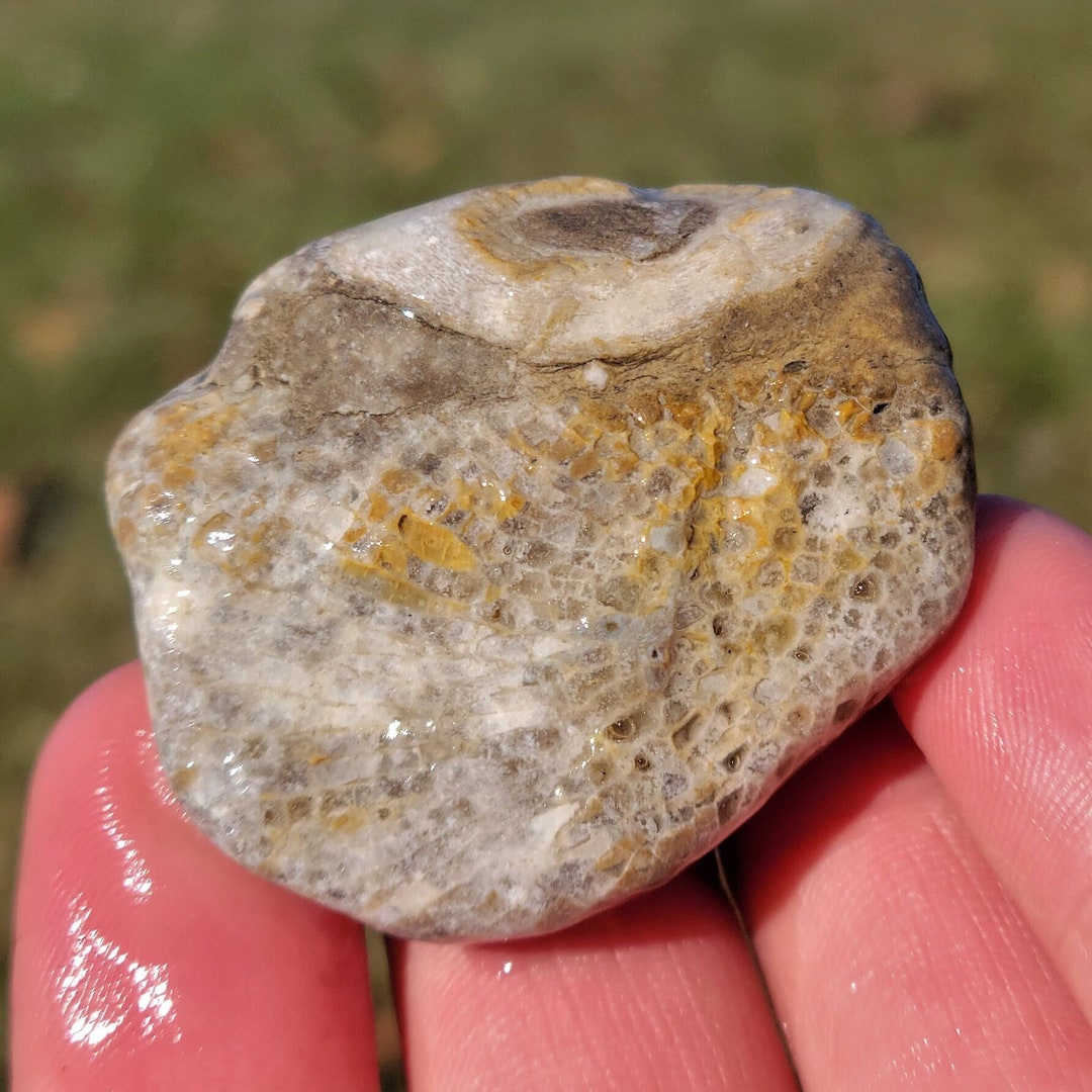 Charlevoix Stone, Favosites Coral Fossil, Ordovician Fossil ...