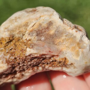Oolitic Agatized Fossil Pseudomorph, Silicified Coral or Sponge Fossil ...