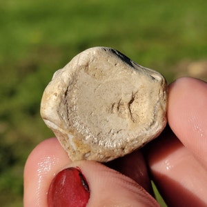 Silicified Rugosa Horn Coral Ordovician Fossil W Quartz, Crinoidal ...