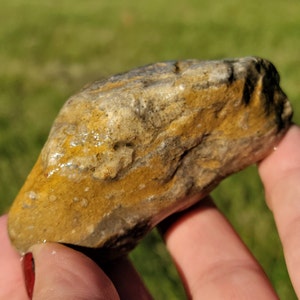 Petoskey Stone, Hexagonaria Percarinata Coral, Cladopora, Fossil ...